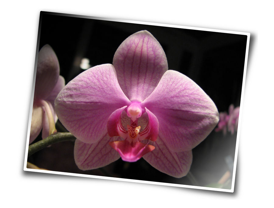 Orchid by kwiwii on DeviantArt