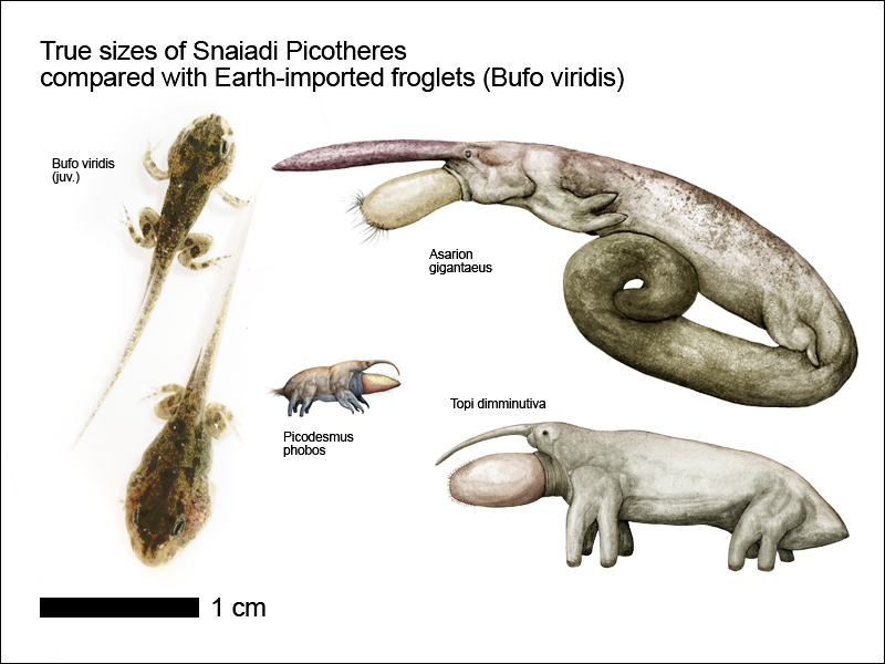 Snaiadi Picotheres-Size Counts by nemo-ramjet on DeviantArt
