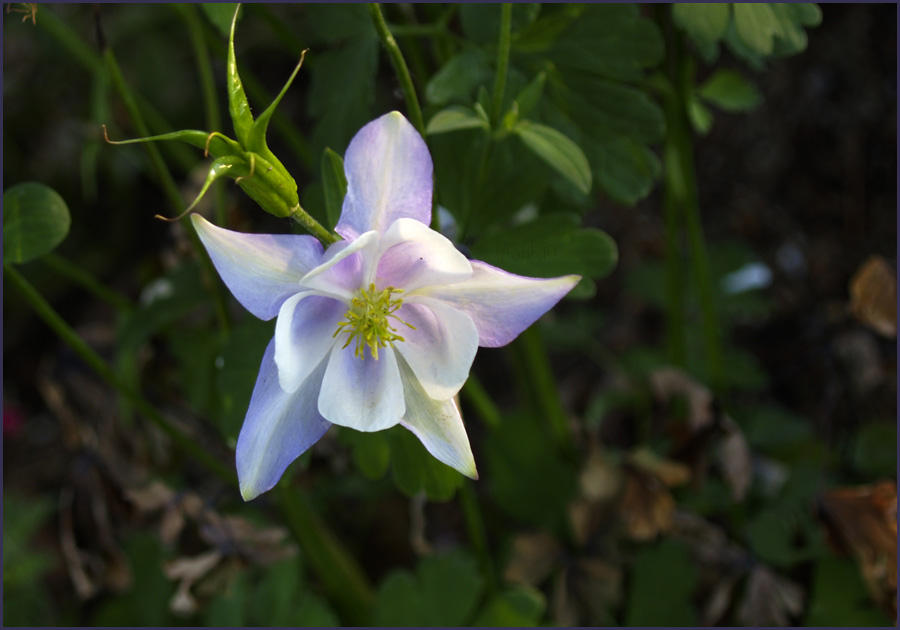 Bloom -3- by ashkiel on DeviantArt