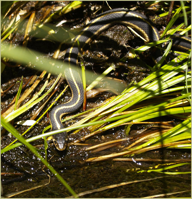 Garden Snake -2- by ashkiel on DeviantArt