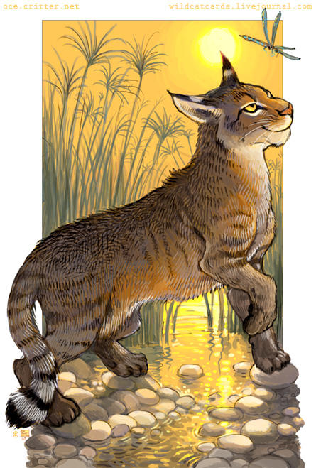 Jungle Cat - Wildcat Cards Dec by kattything on DeviantArt