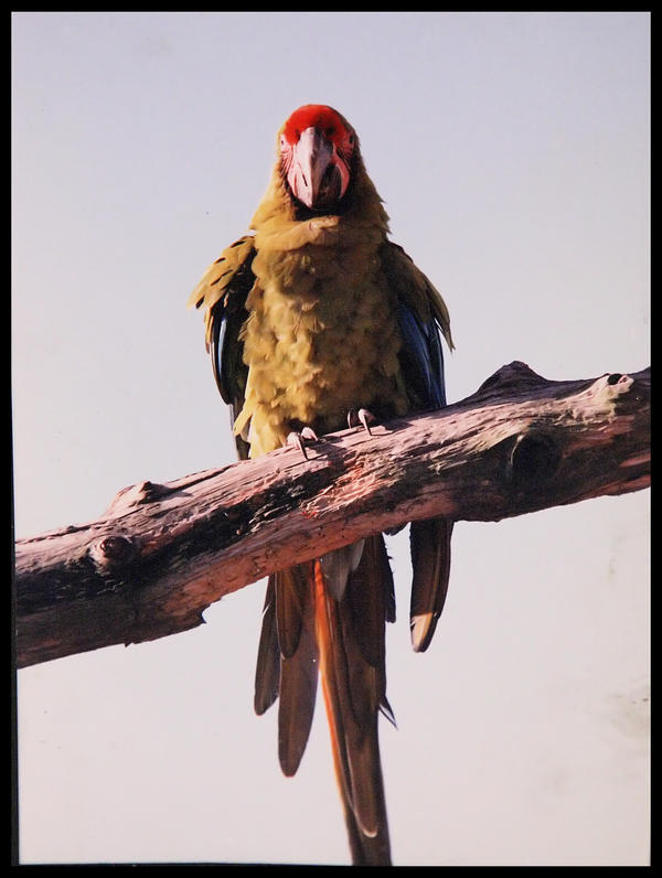 Parrot by DeborahSumpter on DeviantArt