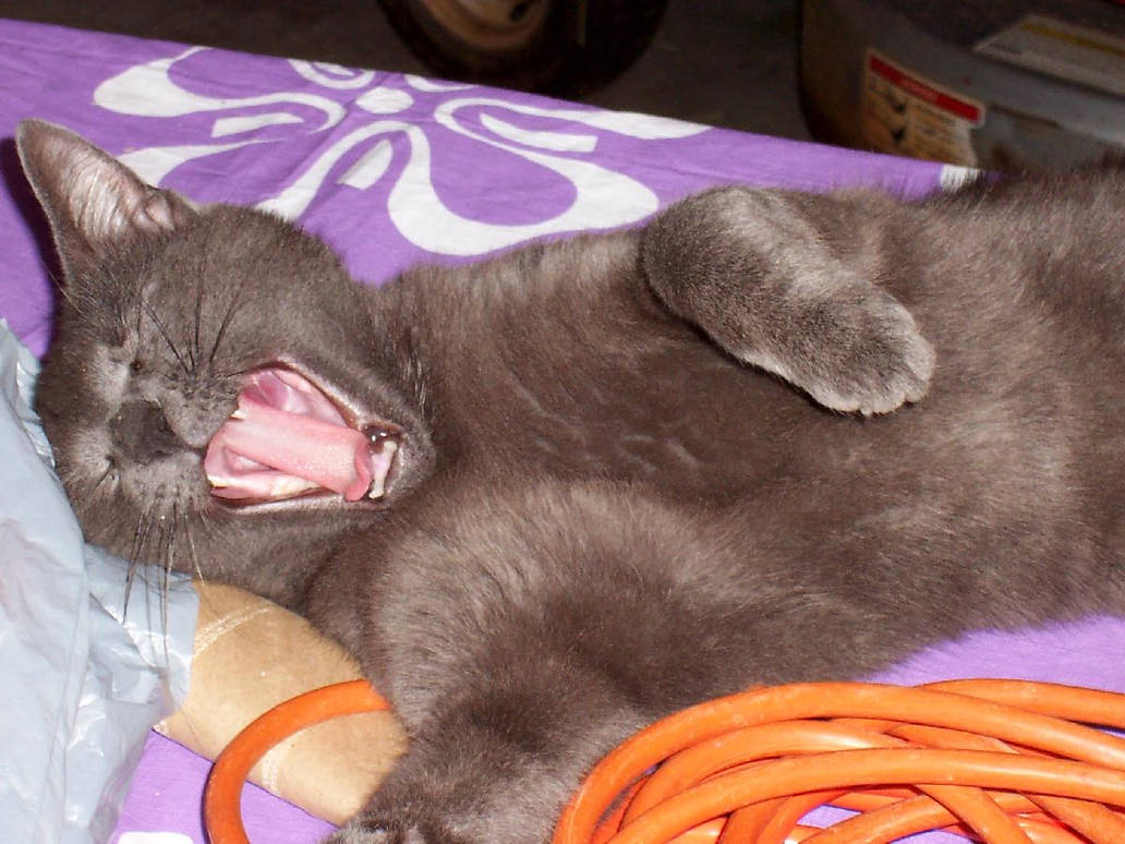 yawn by scullyx101 on DeviantArt