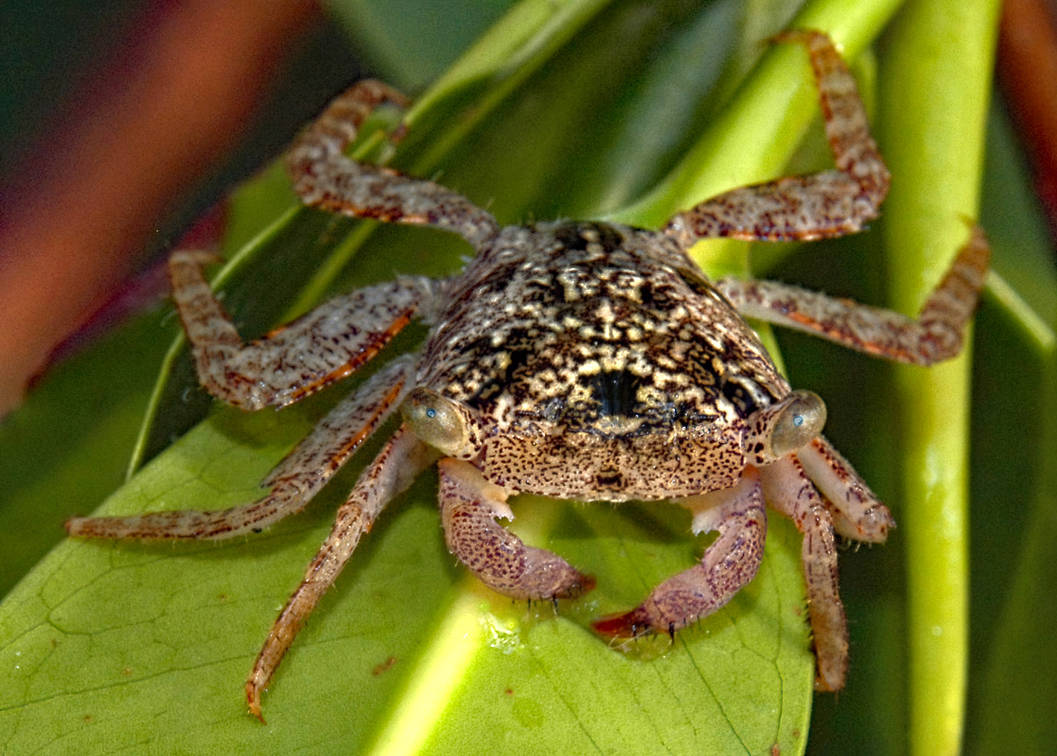 Mangrove Tree Crab By Kennethcarson On Deviantart