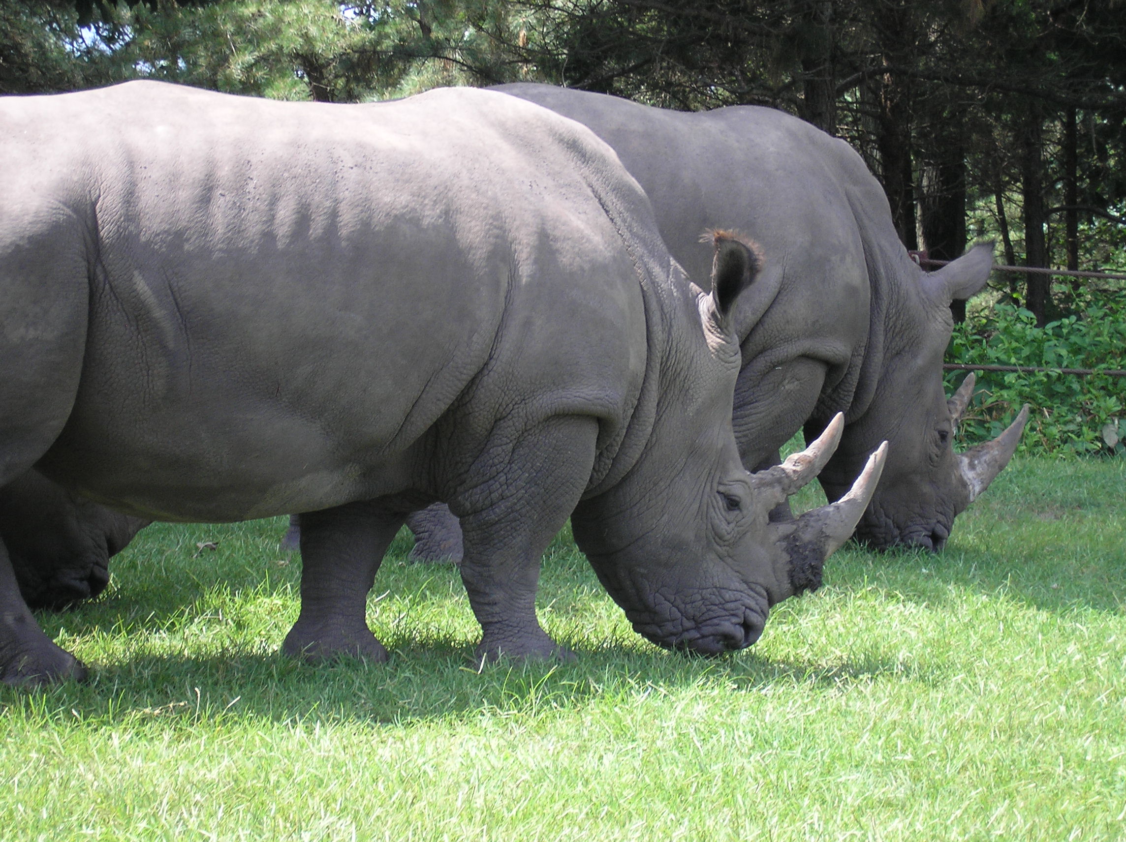 Enscape rhino lighting - checkeroio