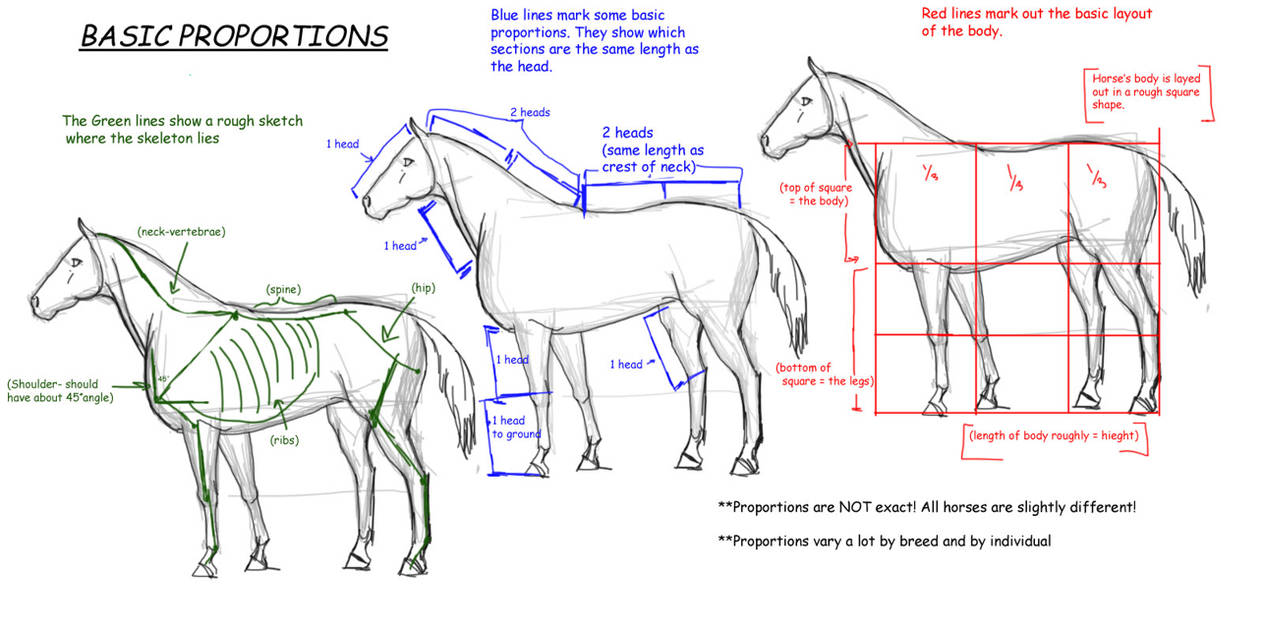 how to draw a horse proportions
