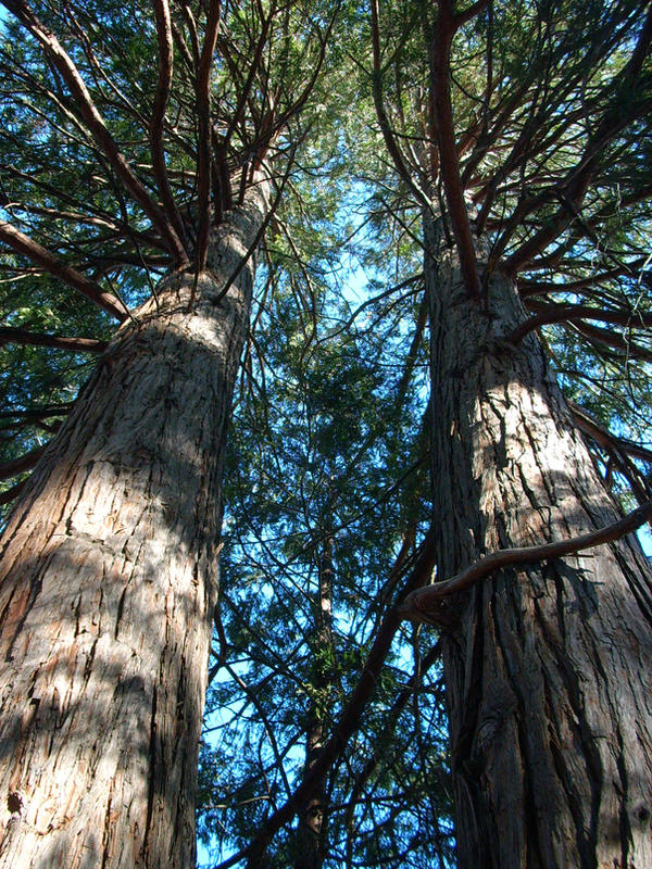 Twin Cedars by amyhasdevart on DeviantArt