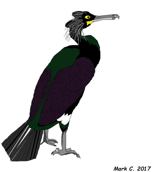 Extinct Birds Part 10 Spectacled Cormorant By Markthepencilguy On