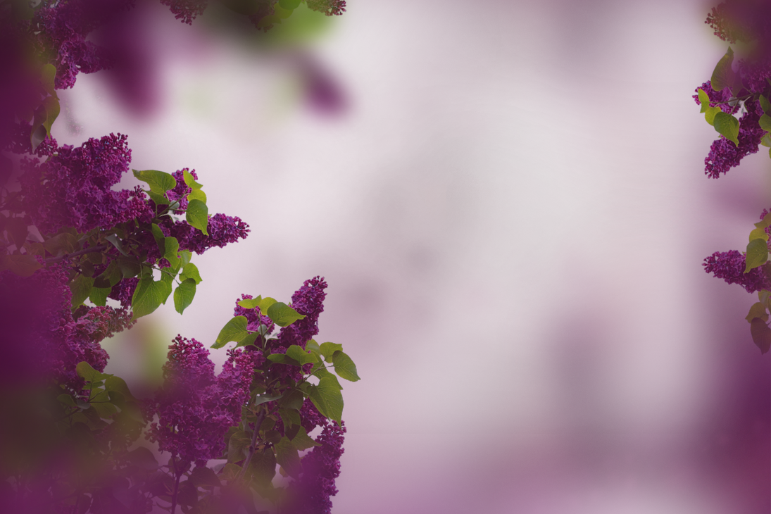 Lilac Branches 3 By Mariagia000 On Deviantart