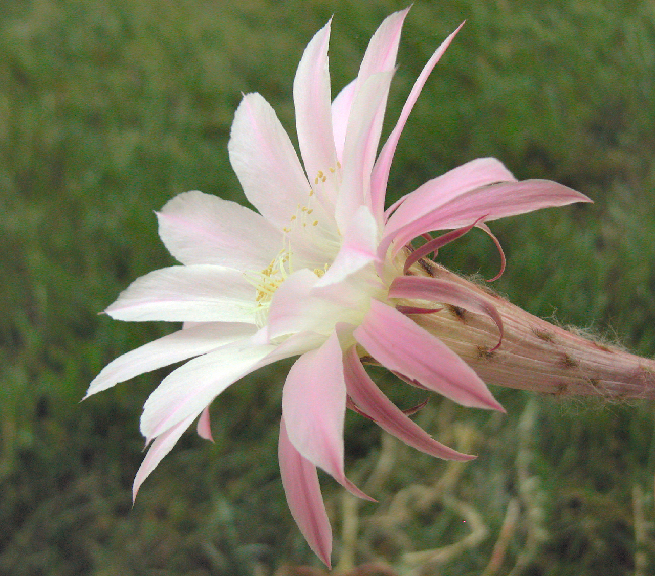 Catus Flower by SuperSkinny on DeviantArt