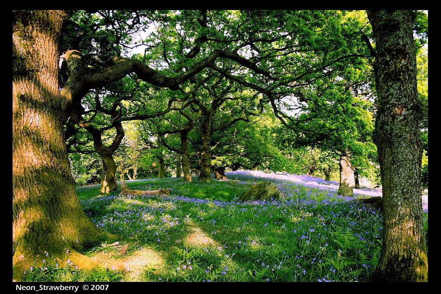 Bluebell hill by SerenNos on DeviantArt