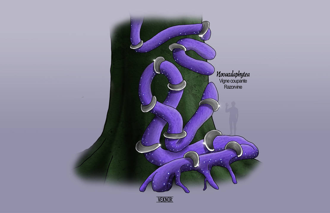 Novaculaphytea By Species Of Vekia On Deviantart