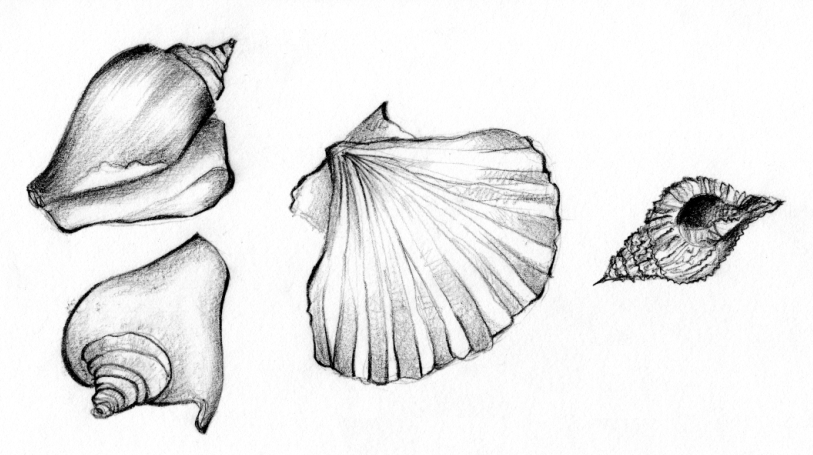 Seashells Sketch by Feyon on DeviantArt
