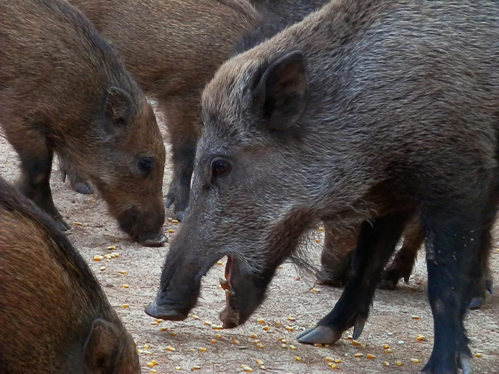 Adult And Young Wild Boars By Gonzaleztitorenko On Deviantart
