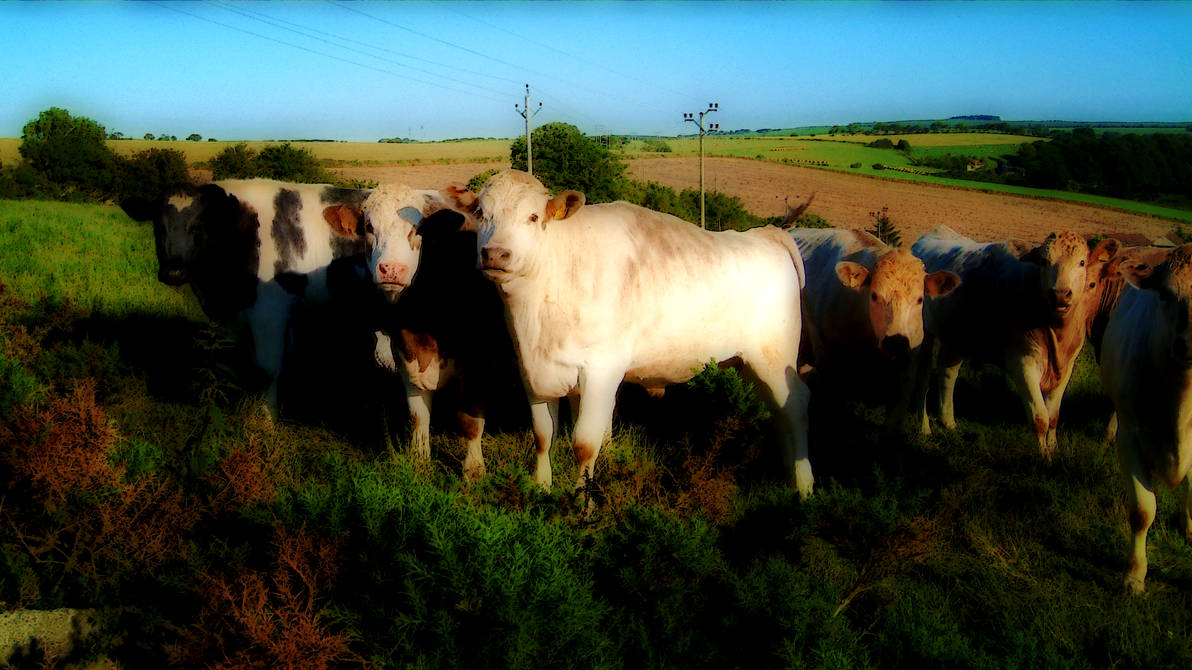 Atom Heart Mother By Pomprint On Deviantart