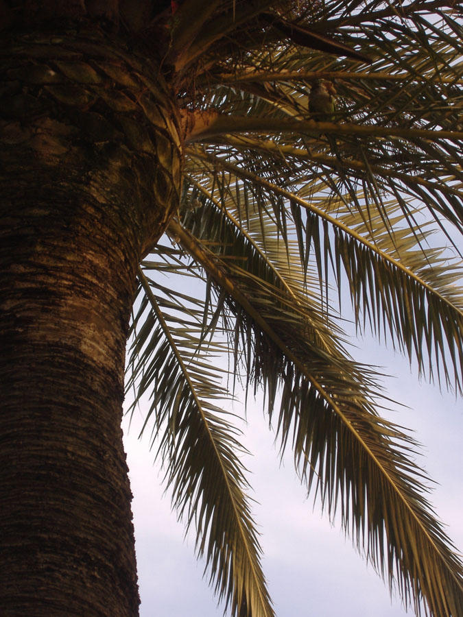 Spanish palm tree by underwrought on DeviantArt Spanish palm tree by underwrought on DeviantArt