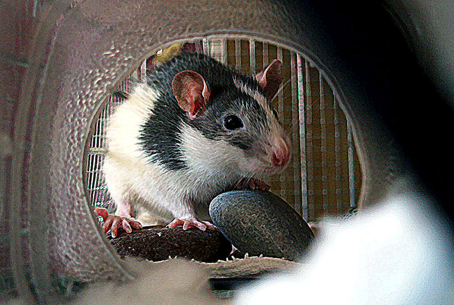 ratoune by miyak0o on DeviantArt