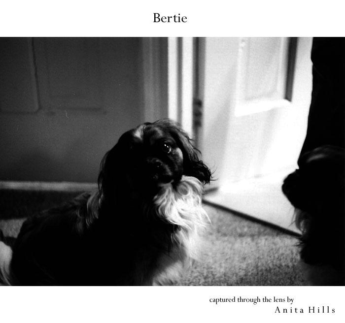 Bertie by Low-Life on DeviantArt