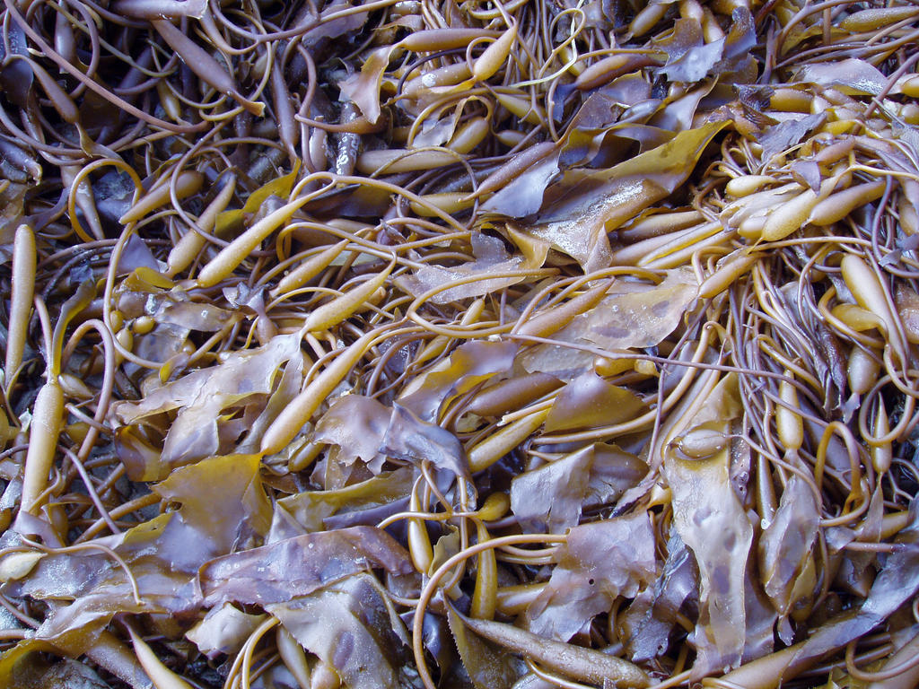 Seaweed by pemada on DeviantArt