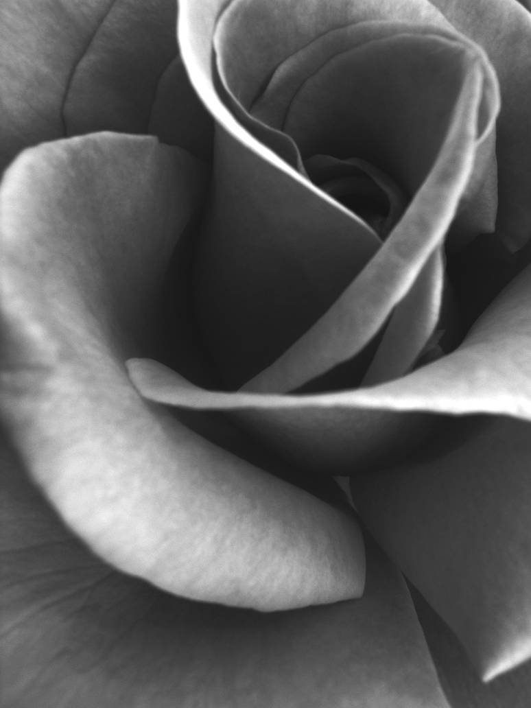 B+W Rose 1 by oskomi on DeviantArt