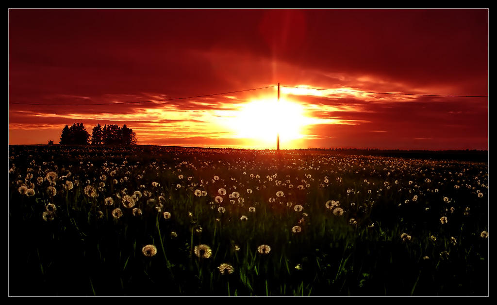 The Dandelion Apocalypse by Metalstorm on DeviantArt
