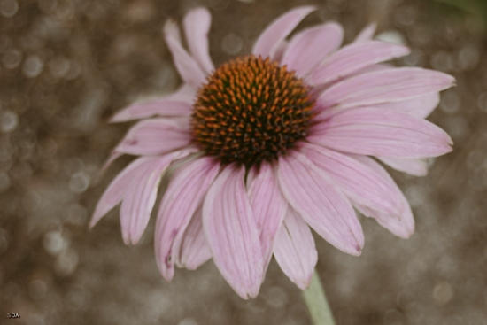 Faded Beauty by SaiyanWizard on DeviantArt