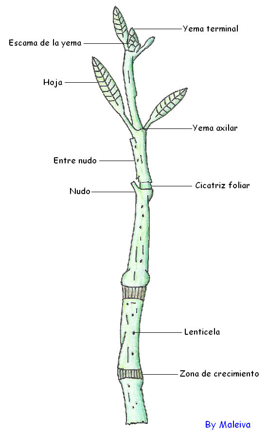 Partes del Tallo by Maleiva on DeviantArt