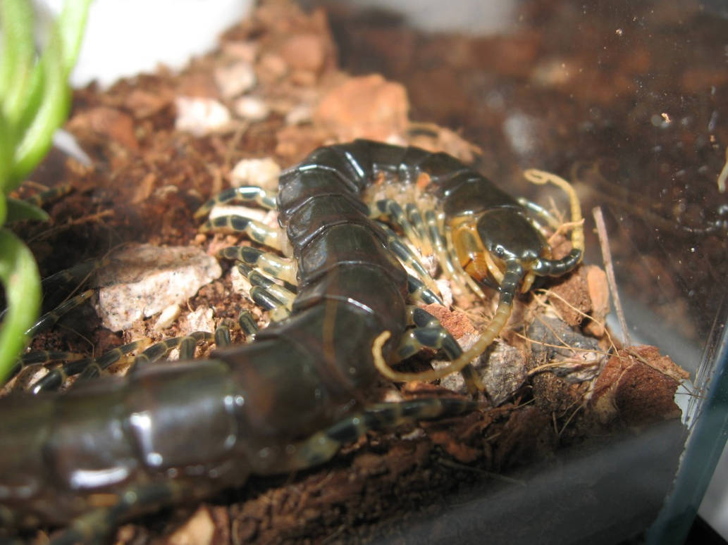 My Blue Ringed Centipede by cornshoot on DeviantArt