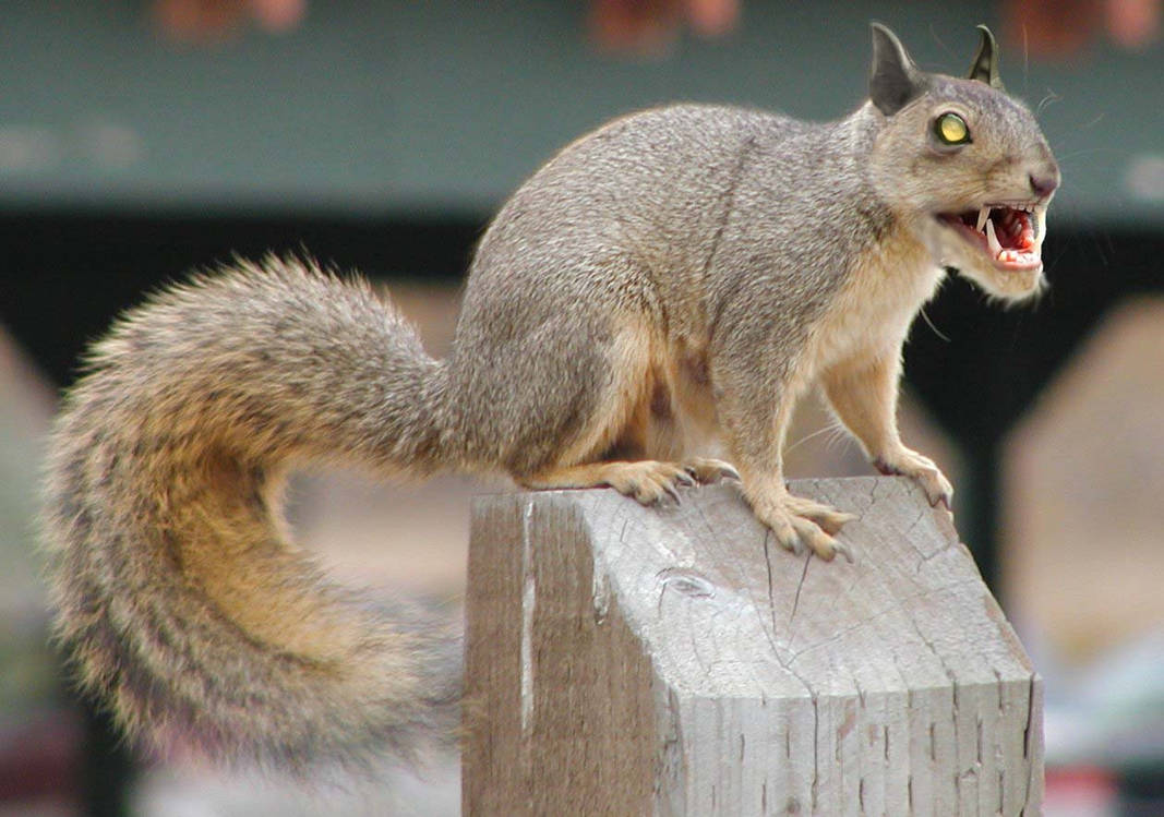 Evil Squirrel P By Orc57 On Deviantart