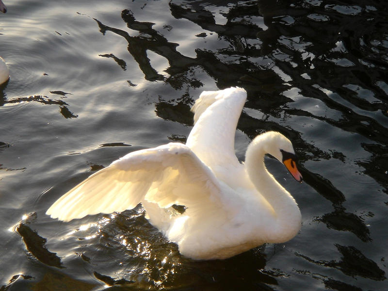 Stock 124: swan wings spread by AlzirrSwanheartStock on DeviantArt