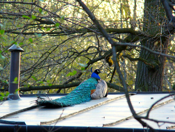 Stock 297 Peacock Sitting By Alzirrswanheartstock On Deviantart
