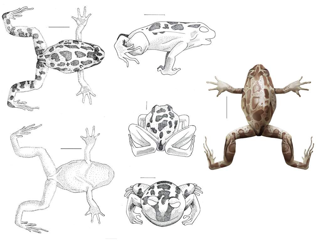 Scientific Frog By Muffin wrangler On DeviantArt scientific-frog-by-muffin-wrangler-on-deviantart