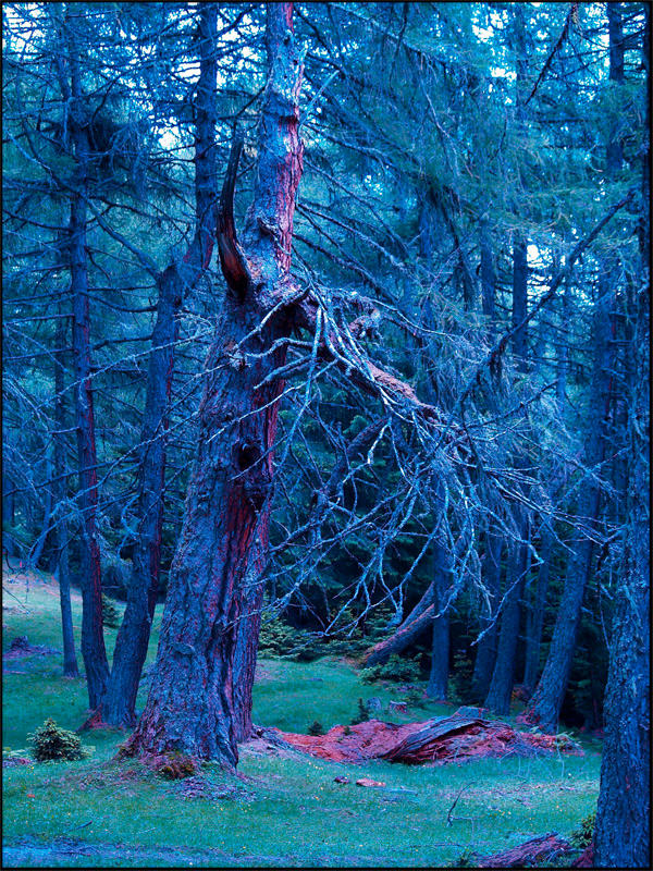 meat tree by Alignment on DeviantArt