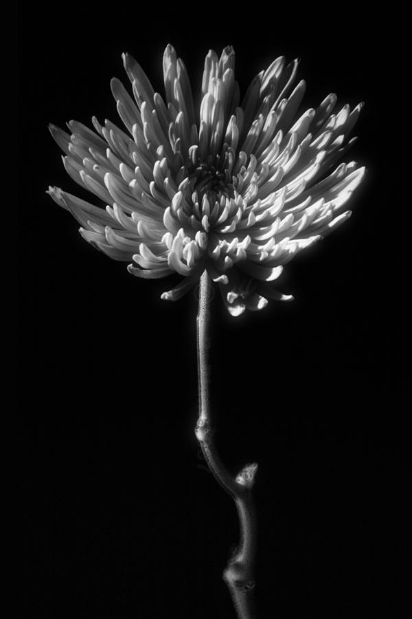 Spider Mum By Twotoneink On Deviantart