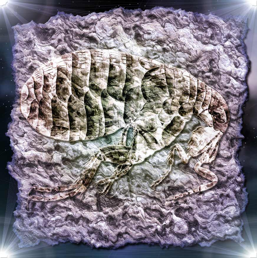 The Flea by james119 on DeviantArt