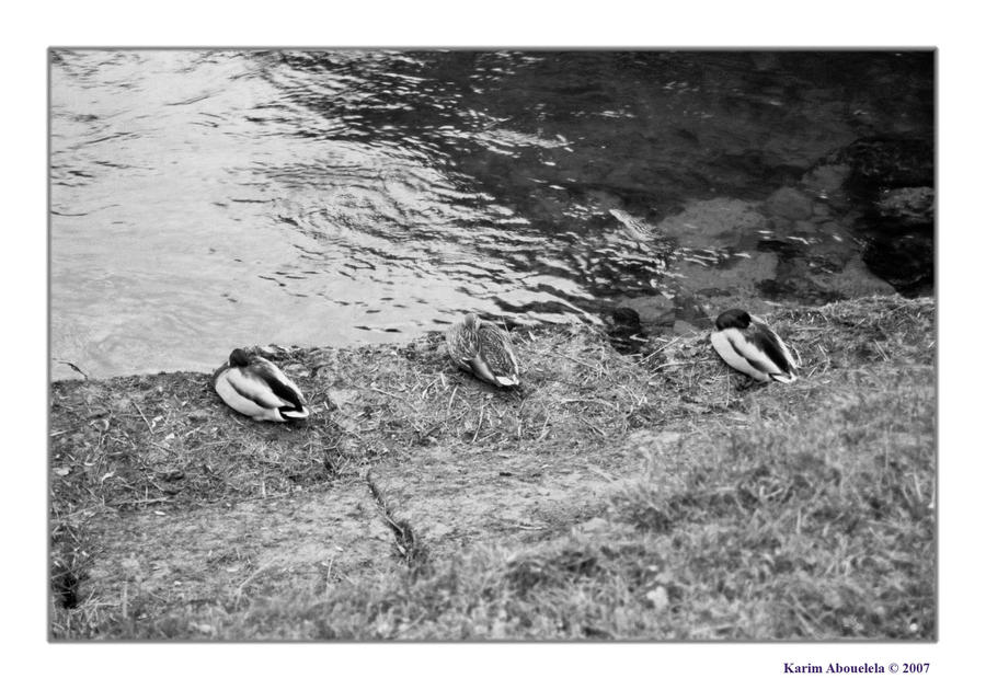 Mighty Ducks by 3EOT on DeviantArt