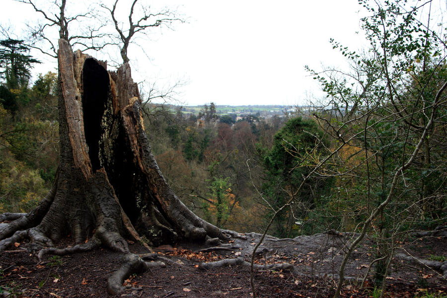 Old man Stump by Wilderbeast on DeviantArt