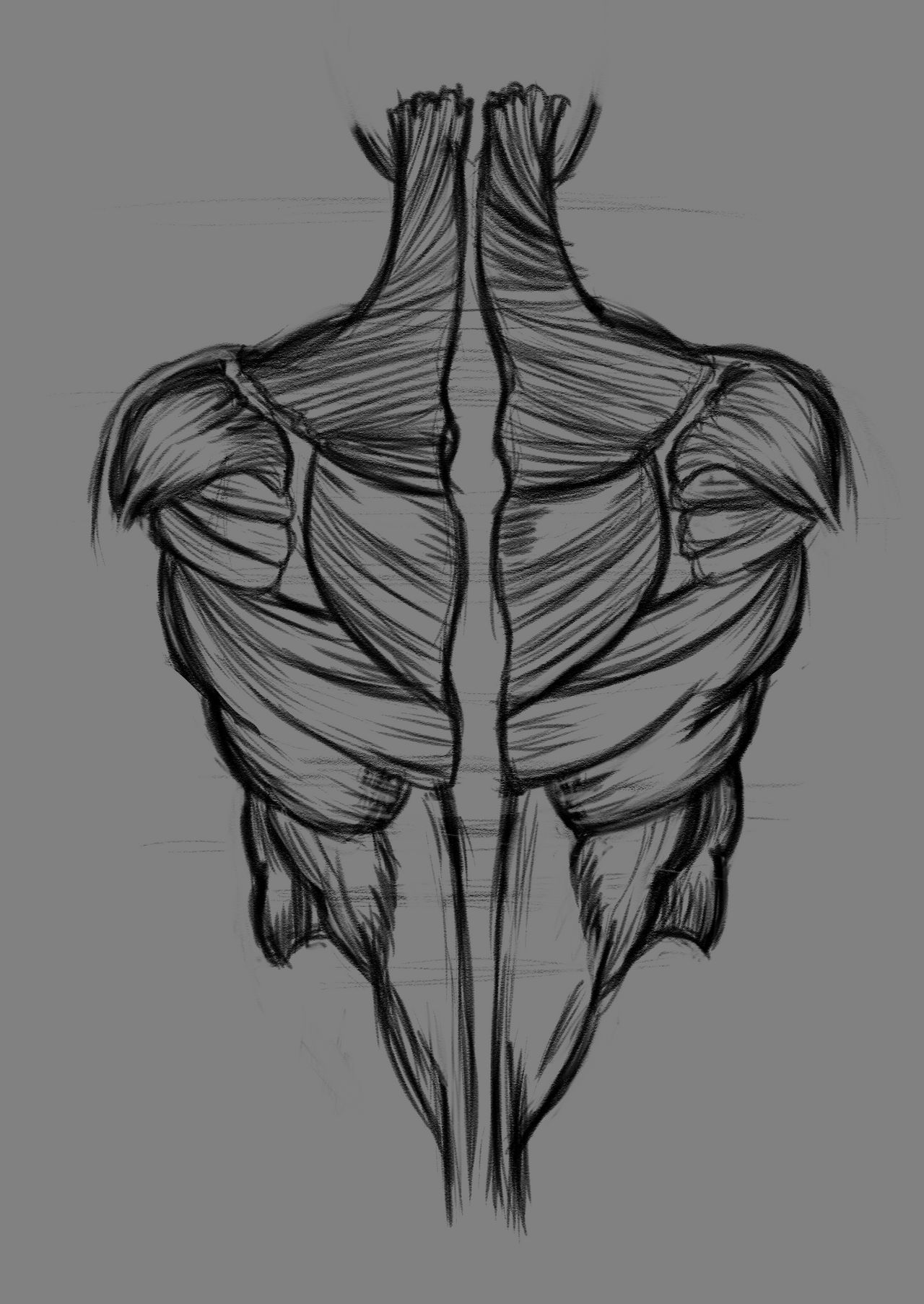 Anatomy Study 1 By Vivinica On DeviantArt anatomy-study-1-by-vivinica-on-deviantart