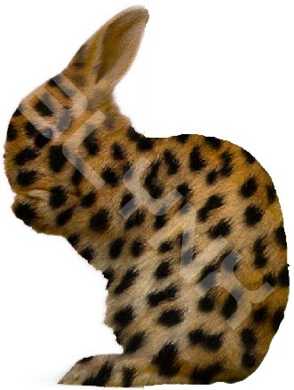 Rabbit half breed. by BlynxSR on DeviantArt