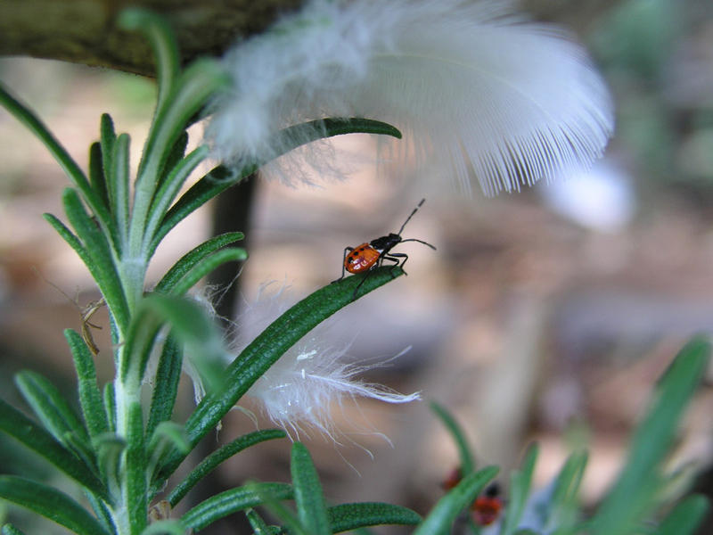 Red beetle 1 by BroGro on DeviantArt