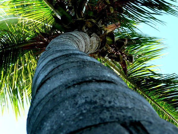 Up A Tree by ARTnoob on DeviantArt