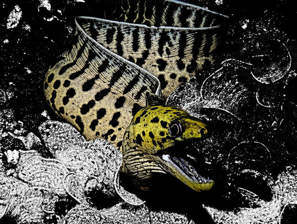 Eel by ryanoreilly on DeviantArt