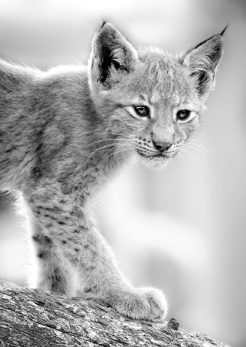 Lynx Cub By S1ghtly On Deviantart