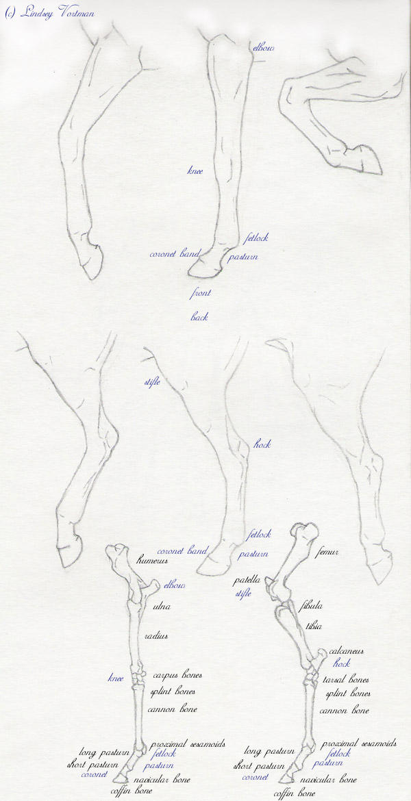 horse leg anatomy by ebydae on DeviantArt