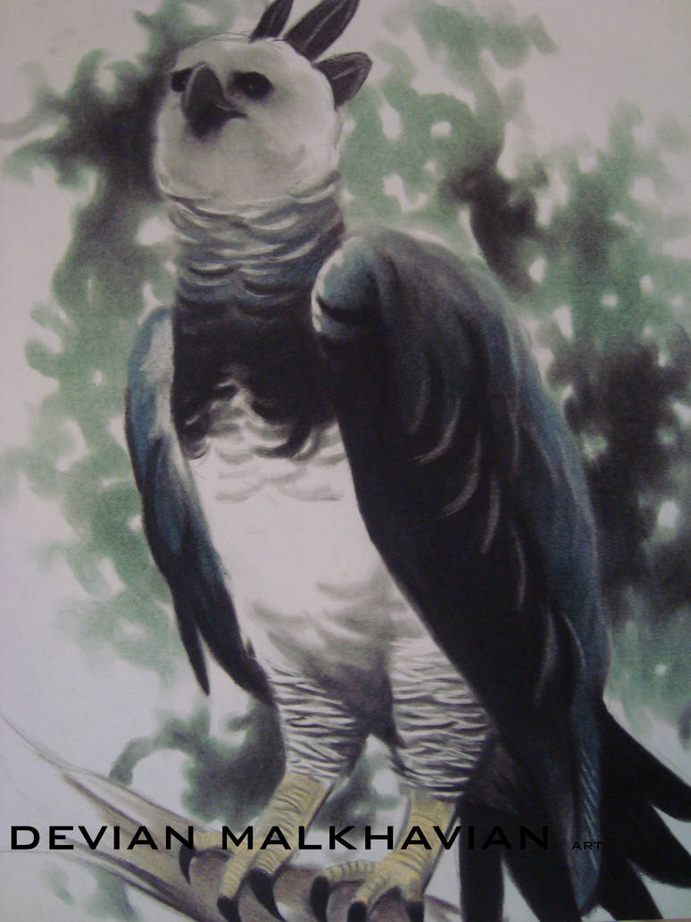 Harpy Eagle Aguila Arpia By Devian Malkhavian On Deviantart