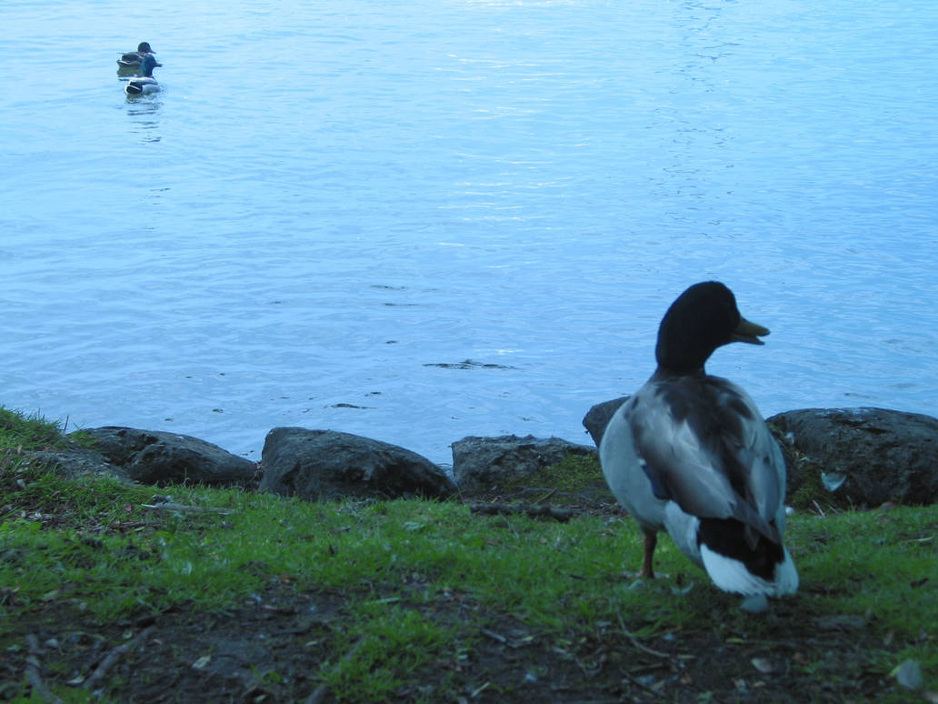 Mallard by azia86 on DeviantArt