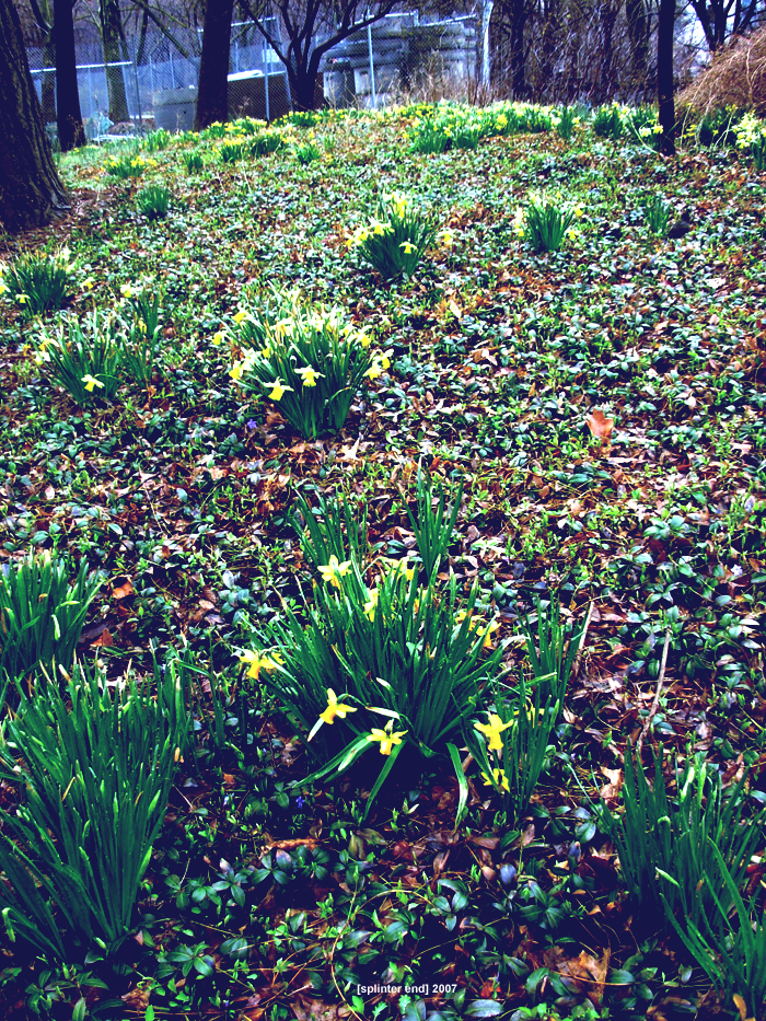 Central Yellow Noir by splinterend on DeviantArt