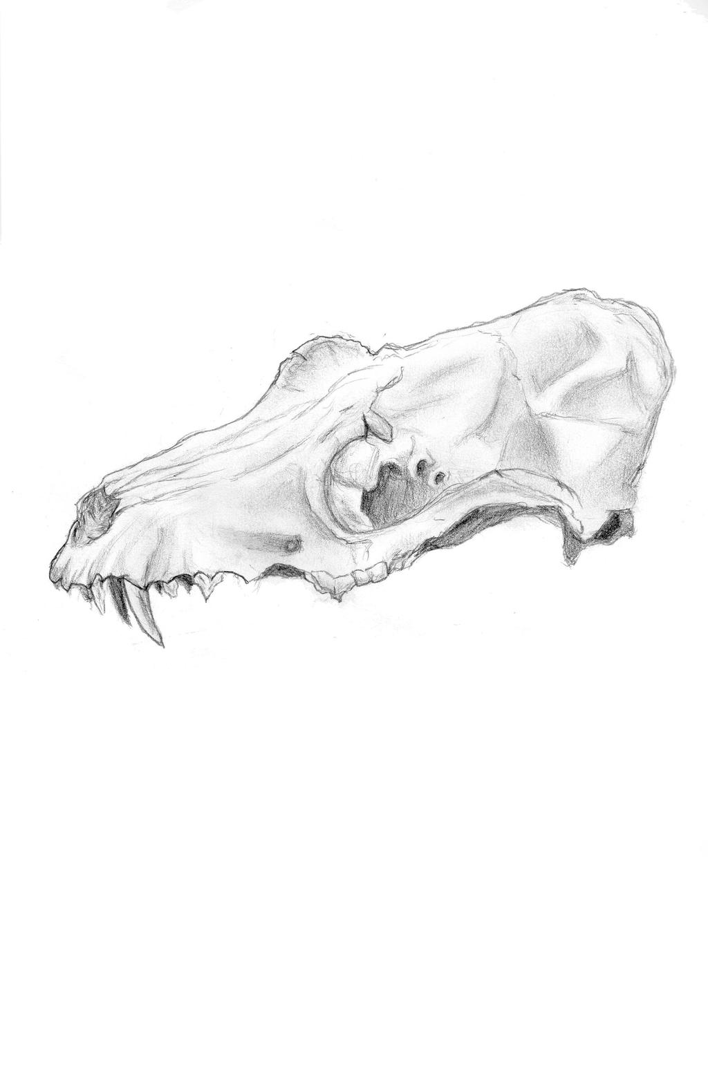 Fox Skull By Illusivewyvern On Deviantart
