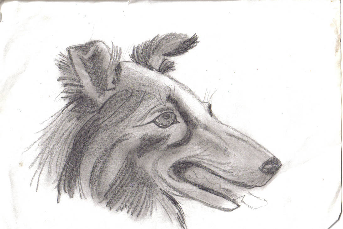 Collie by bettyboop75 on DeviantArt