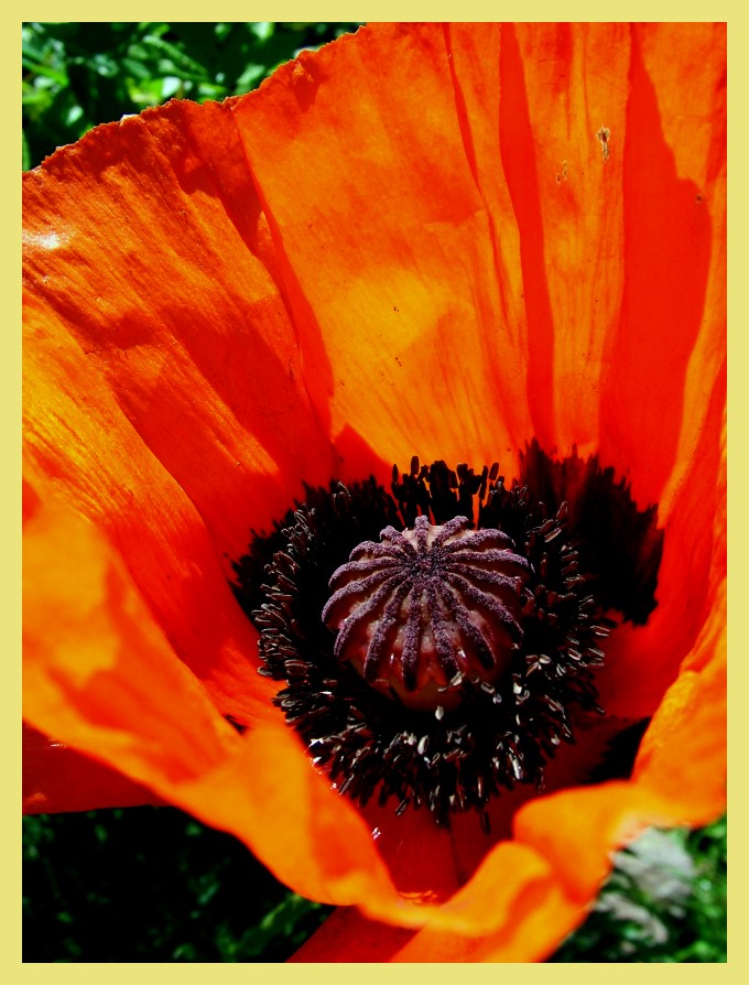 Mohn by Pumpot on DeviantArt